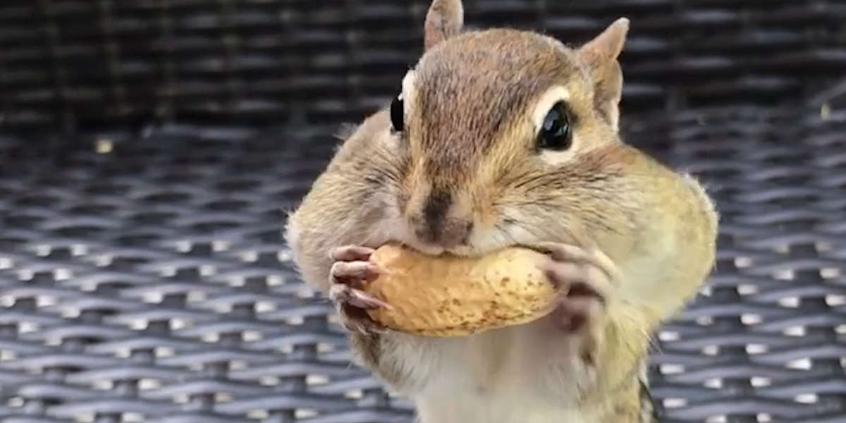 Chipmunk Fills His Entire Mouth With Peanuts - Videos - The Dodo