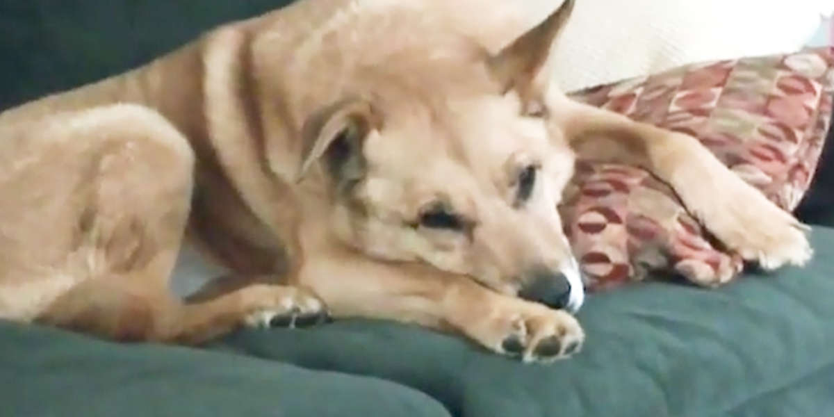 Dog With Insomnia Gets Sung To Sleep - Videos - The Dodo
