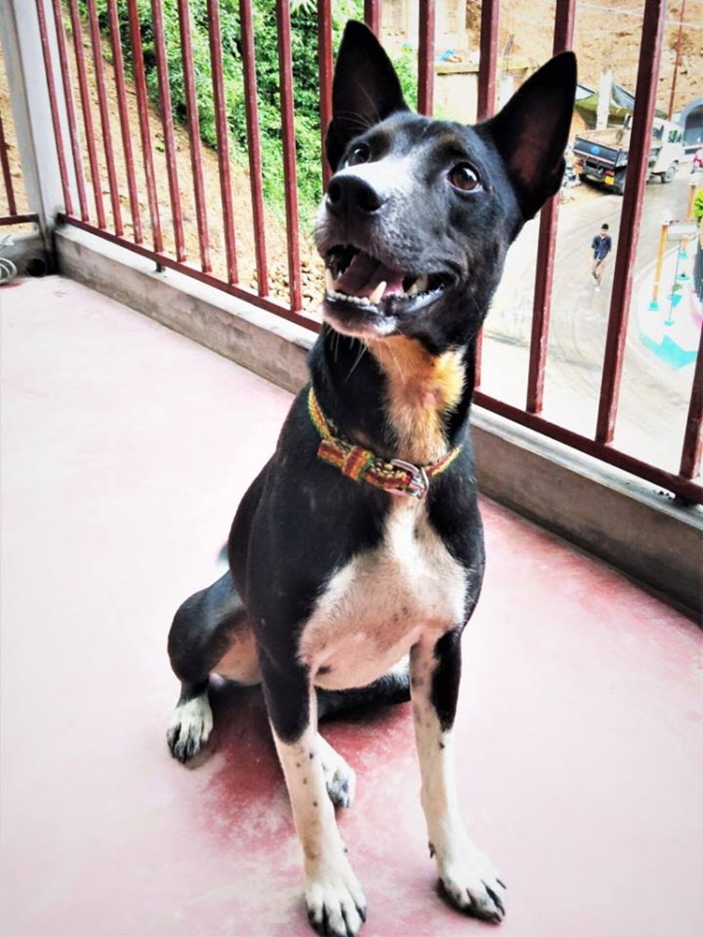 Dozens Of Dogs Saved From Indian Meat Trade Are Ready For Adoption ...