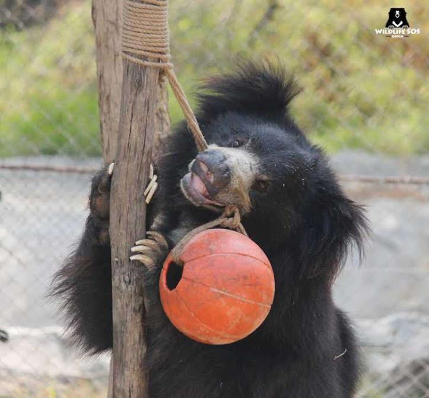 Sloth Bear Forced To Dance For 20 Years Recovers At India Sanctuary ...