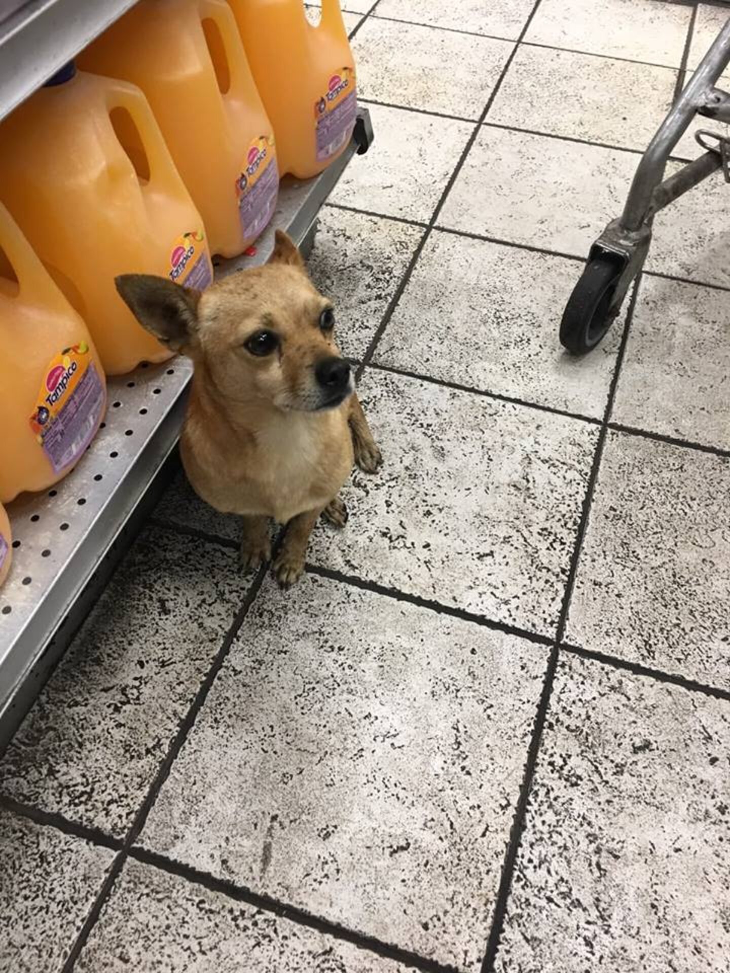 Stray Chihuahua Hides From Storm In San Diego Liquor Store - The Dodo
