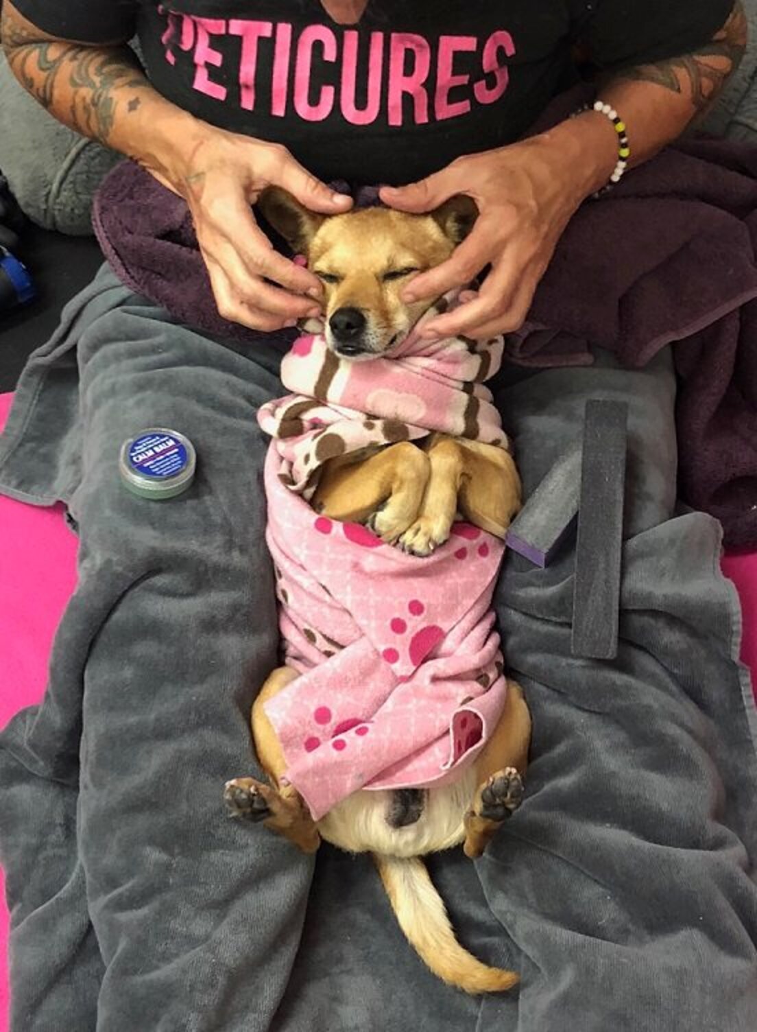 Stray Chihuahua Hides From Storm In San Diego Liquor Store - The Dodo