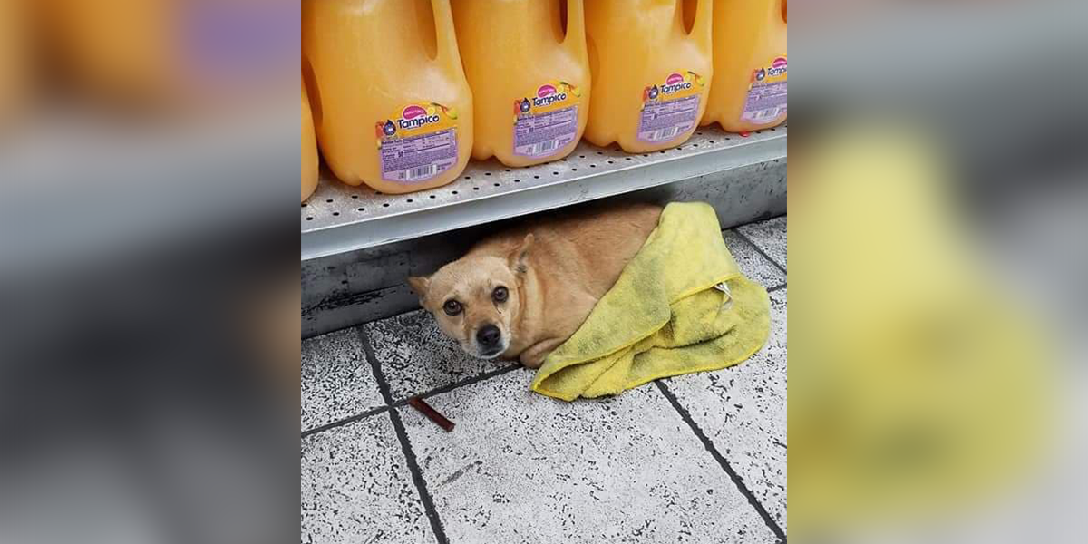 Stray Chihuahua Hides From Storm In San Diego Liquor Store - The Dodo
