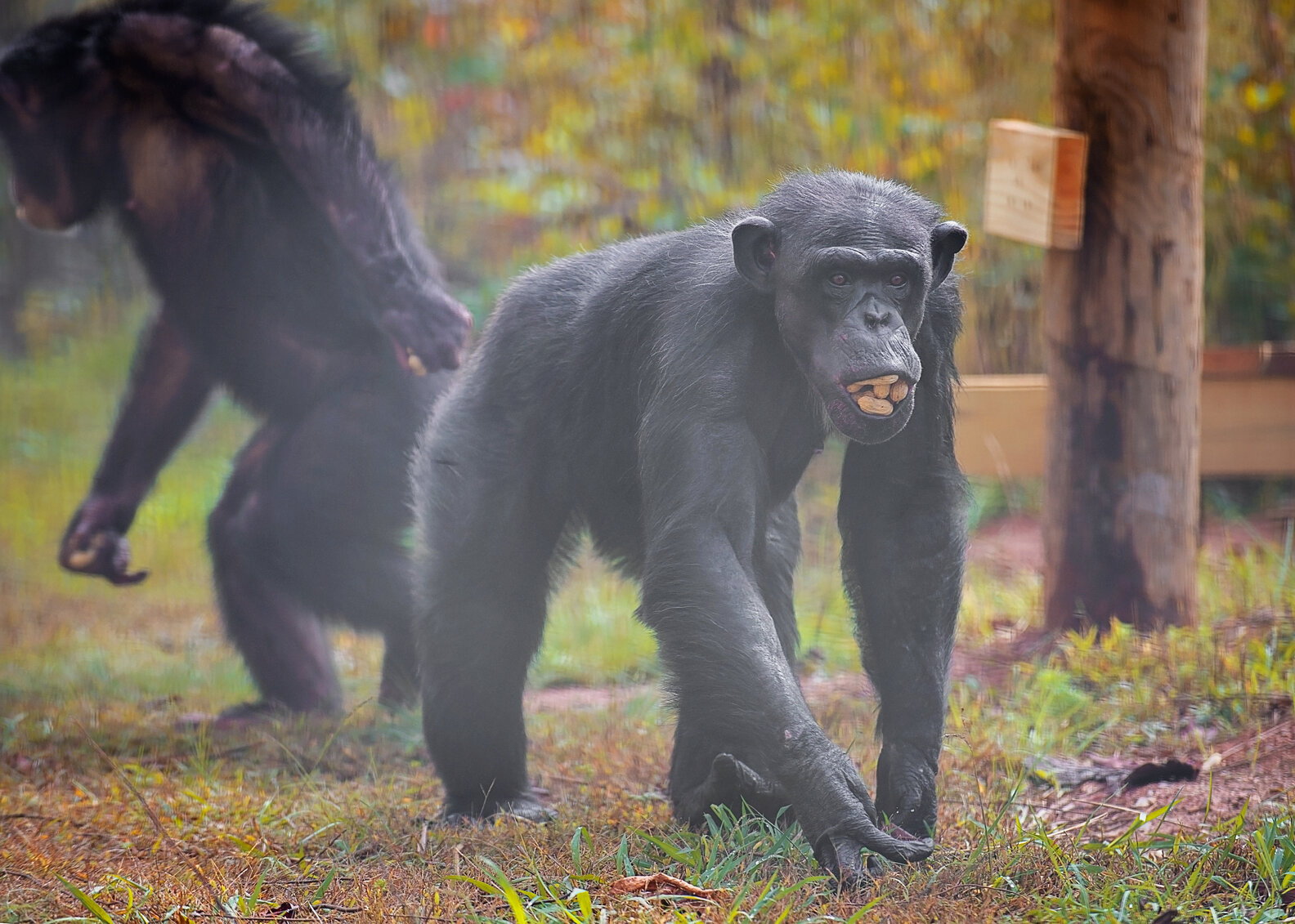 Lab Chimp Hugs Friend When They Go Outside For First Time - The Dodo