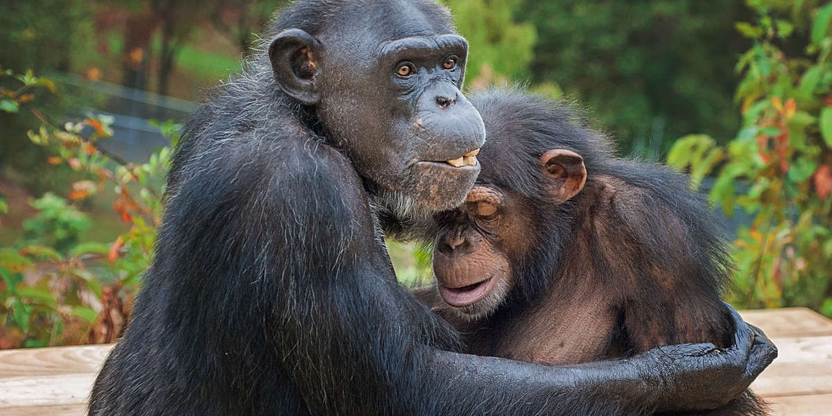 Lab Chimp Hugs Friend When They Go Outside For First Time - The Dodo