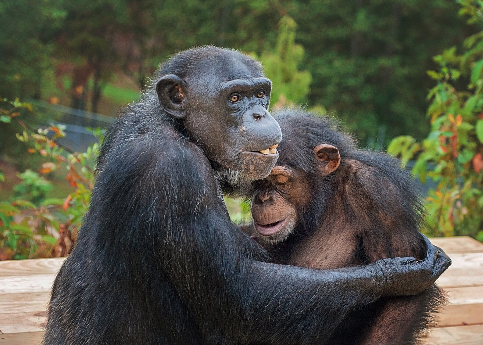 Lab Chimp Hugs Friend When They Go Outside For First Time - The Dodo