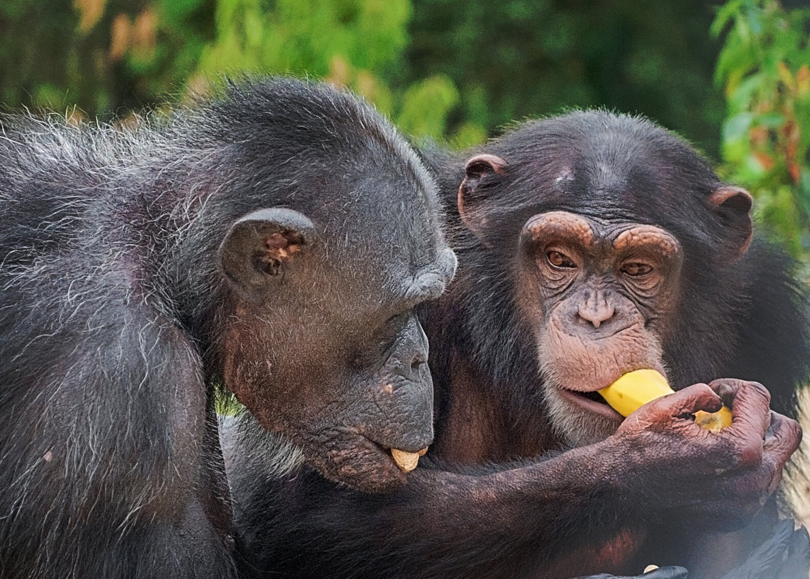 Lab Chimp Hugs Friend When They Go Outside For First Time - The Dodo
