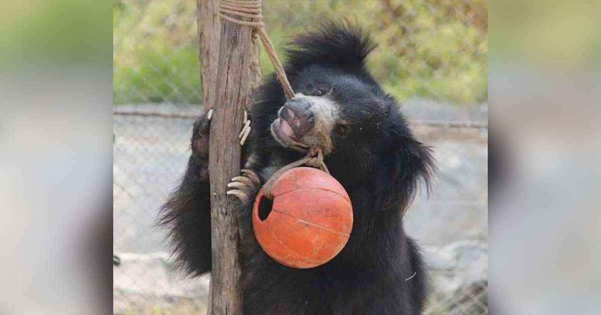 Sloth Bear Forced To Dance For 20 Years Recovers At India Sanctuary ...