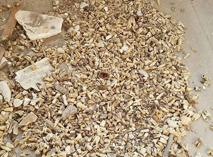 Workers Find a Thousand Human Teeth Inside a Building Wall in Georgia ...