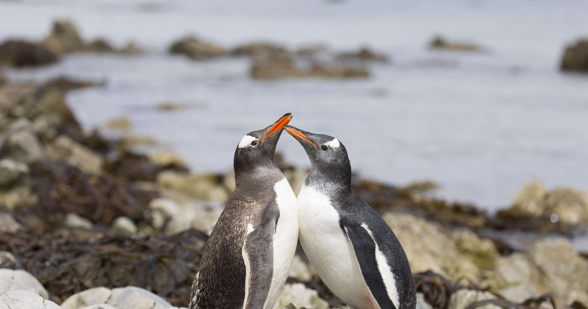 Famous Gay Penguin Couple Gives Birth To Cute Baby Chick - Thrillist