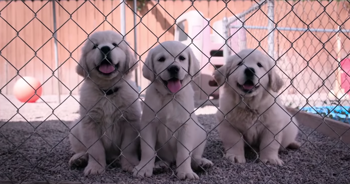 Dogs Trailer: The Newest Netflix Documentary Series Is a Tearjerker ...