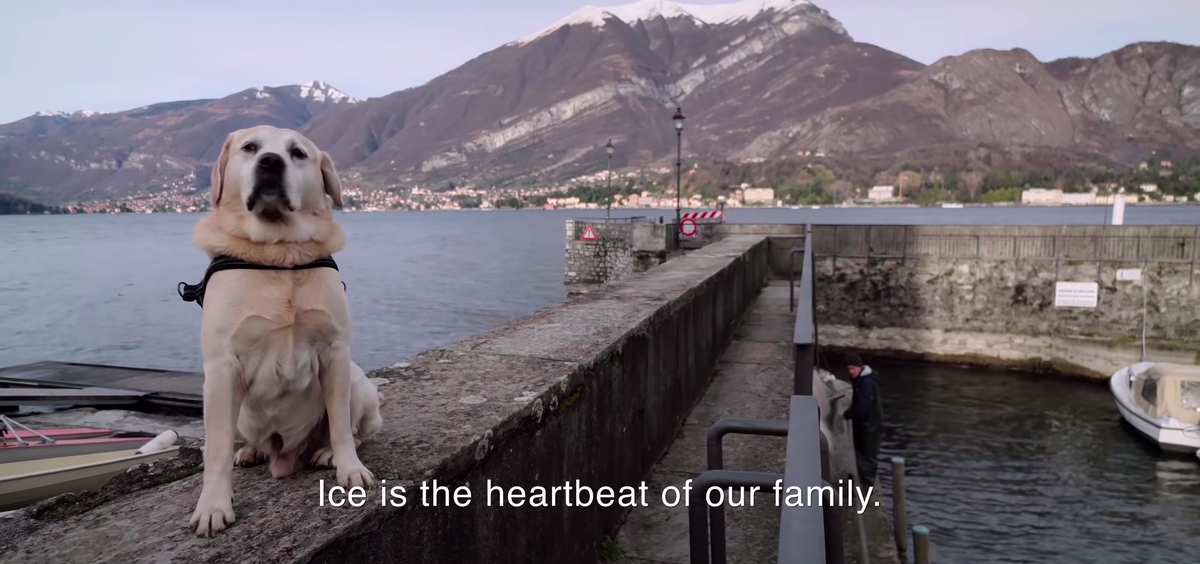 Dogs Trailer: The Newest Netflix Documentary Series Is a Tearjerker ...