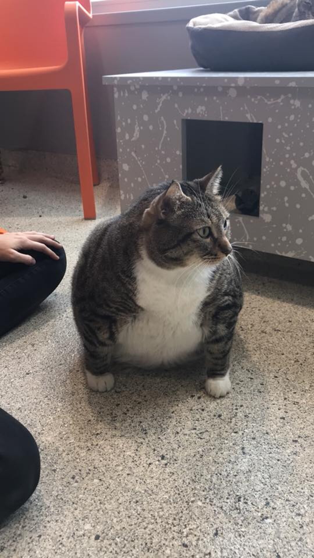Shelter Workers Fall In Love With Goofy 28-Pound Cat - The Dodo
