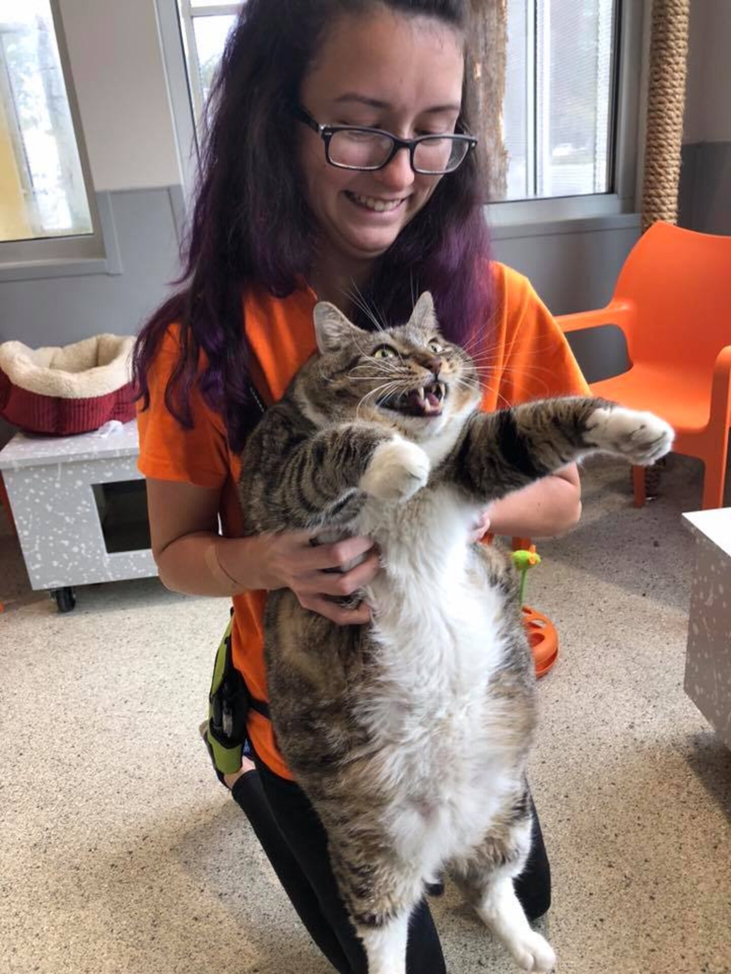 Shelter Workers Fall In Love With Goofy 28-Pound Cat - The Dodo