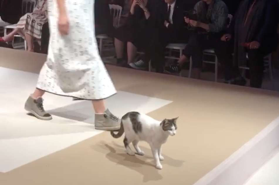 Stray Cat Walks Fashion Runway in Turkey and Becomes Fashion Sensation ...