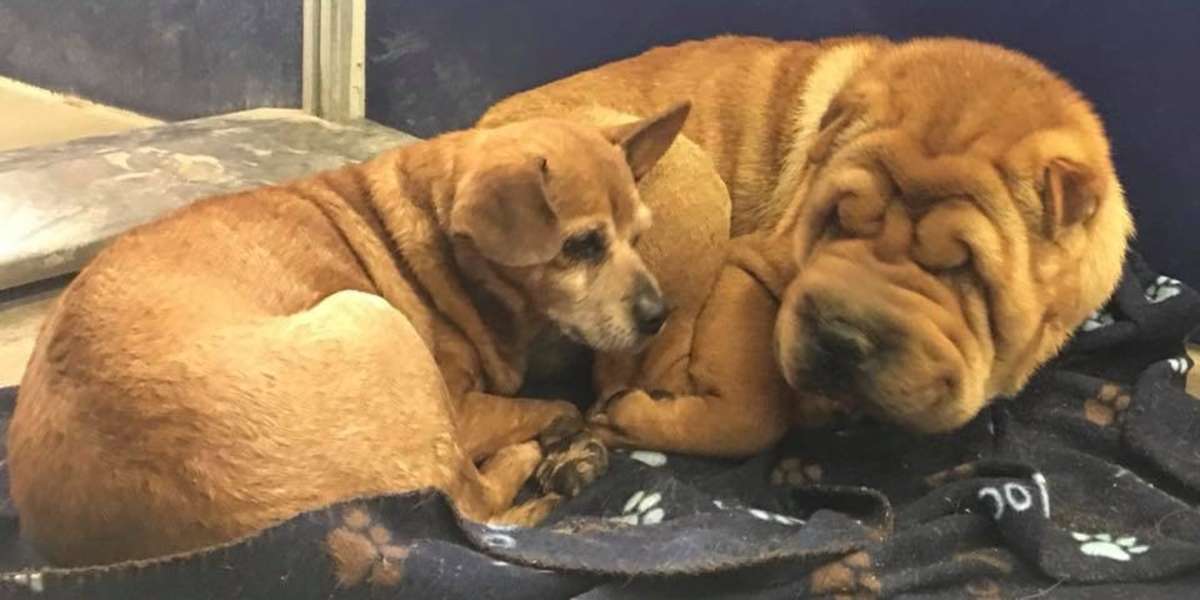 Bonded Chihuahua And Shar-Pei Are Looking For A Home Together - The Dodo