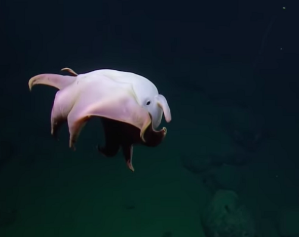 Scientists Spot Ghost-Like Dumbo Octopus Off California Coast - The Dodo