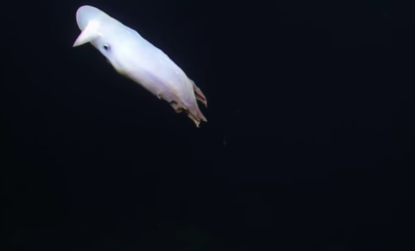 Scientists Spot Ghost-Like Dumbo Octopus Off California Coast - The Dodo