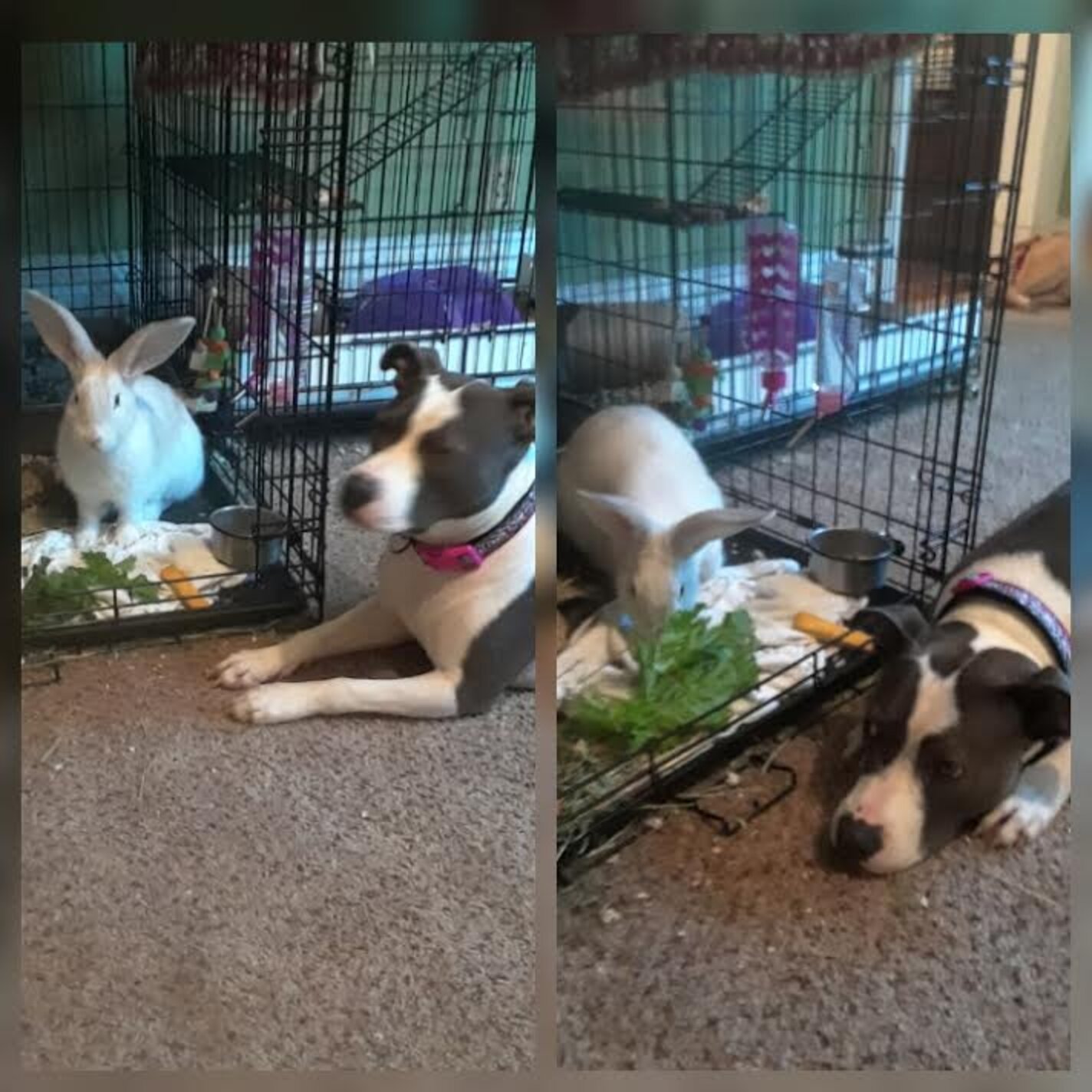 Pit Bull's Best Friend Is A Giant Rabbit - The Dodo