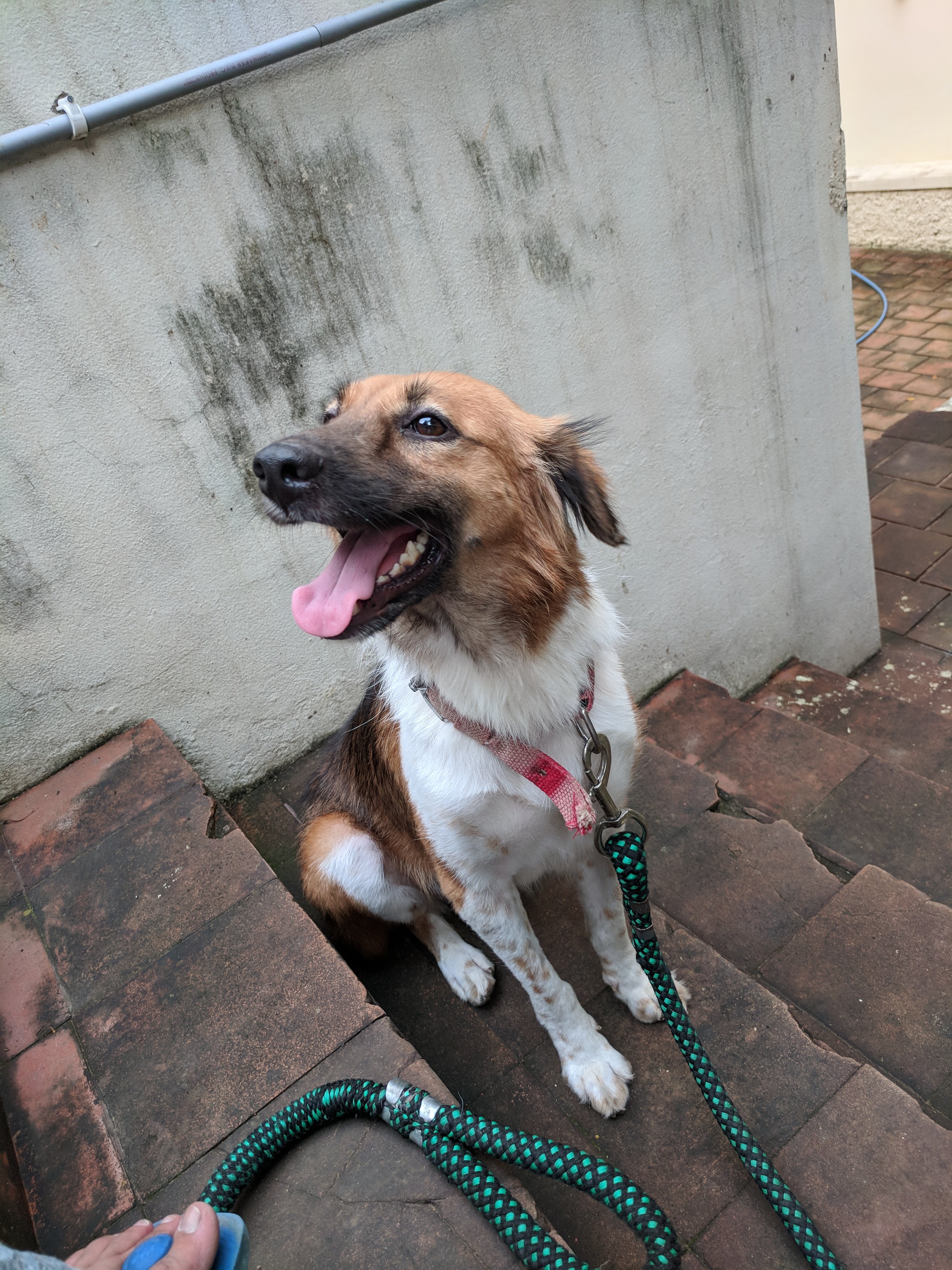 Sick Street Dog Wanders Into Rescue Office Looking For Help - The Dodo
