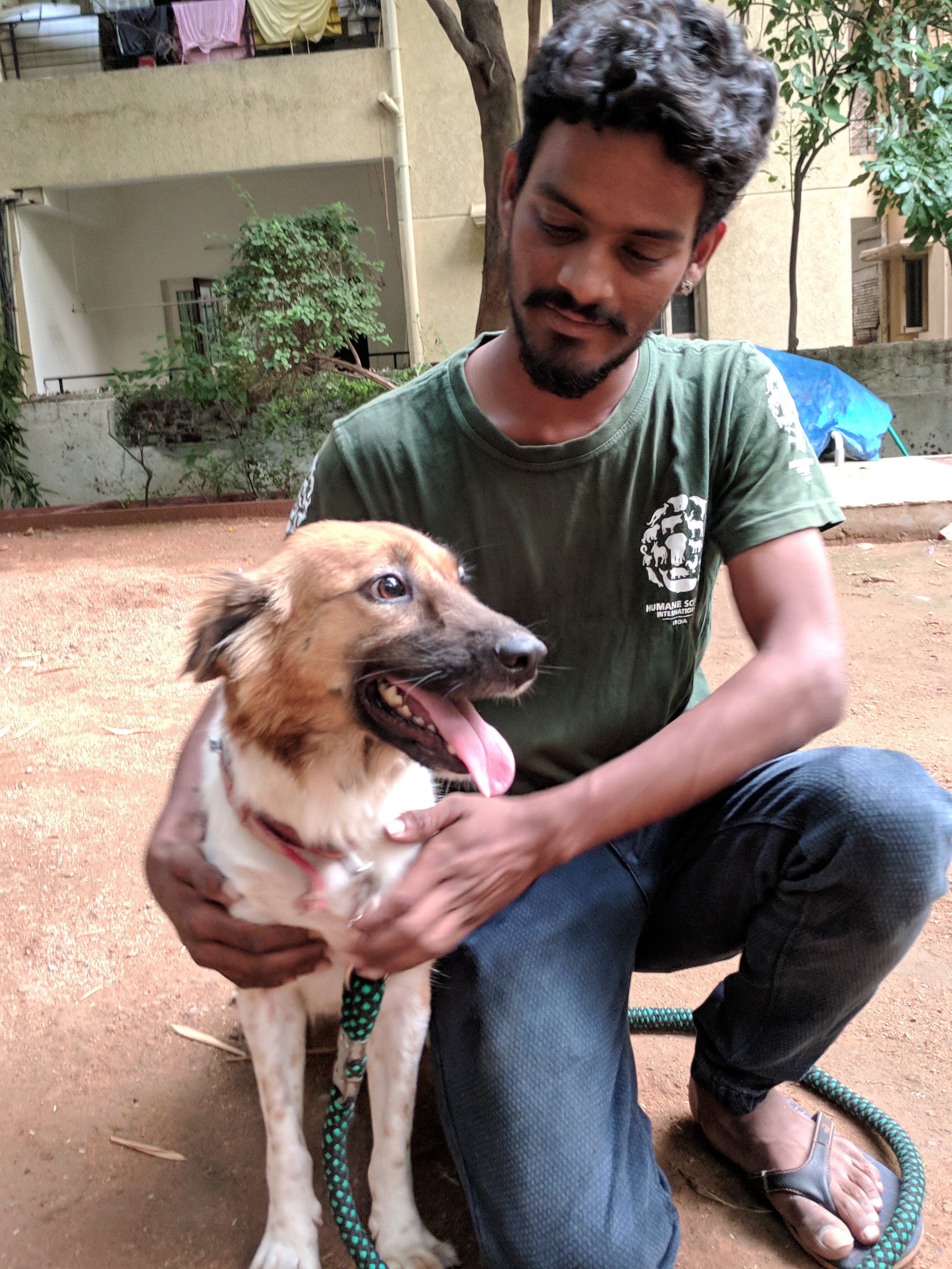 Sick Street Dog Wanders Into Rescue Office Looking For Help - The Dodo