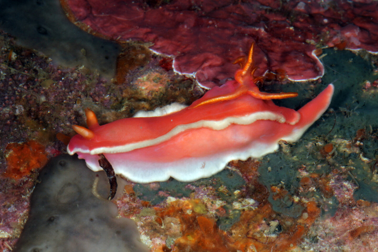 17 Species Of Beautiful Colorful Sea Slugs Discovered By Scientists ...