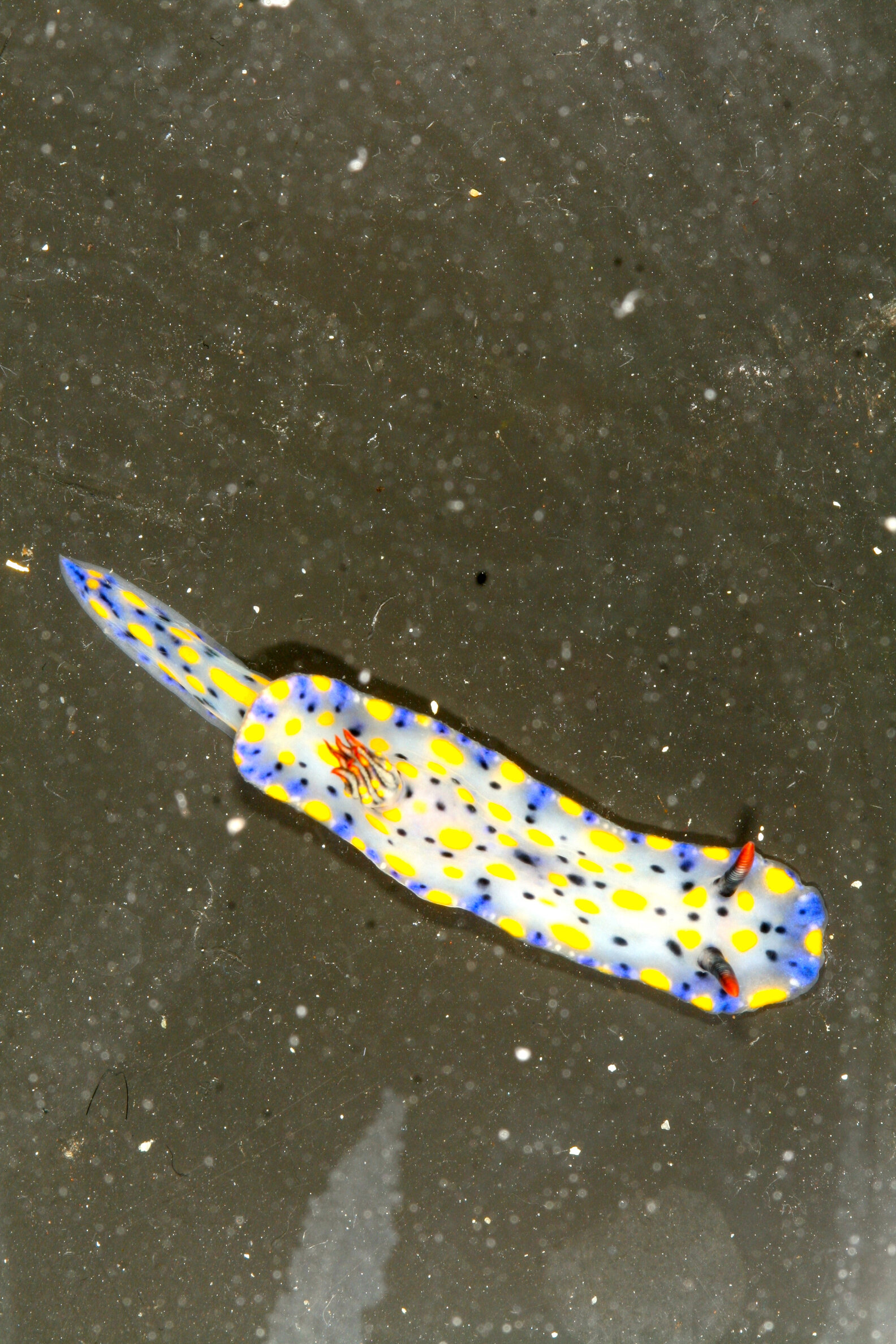 17 Species Of Beautiful Colorful Sea Slugs Discovered By Scientists ...