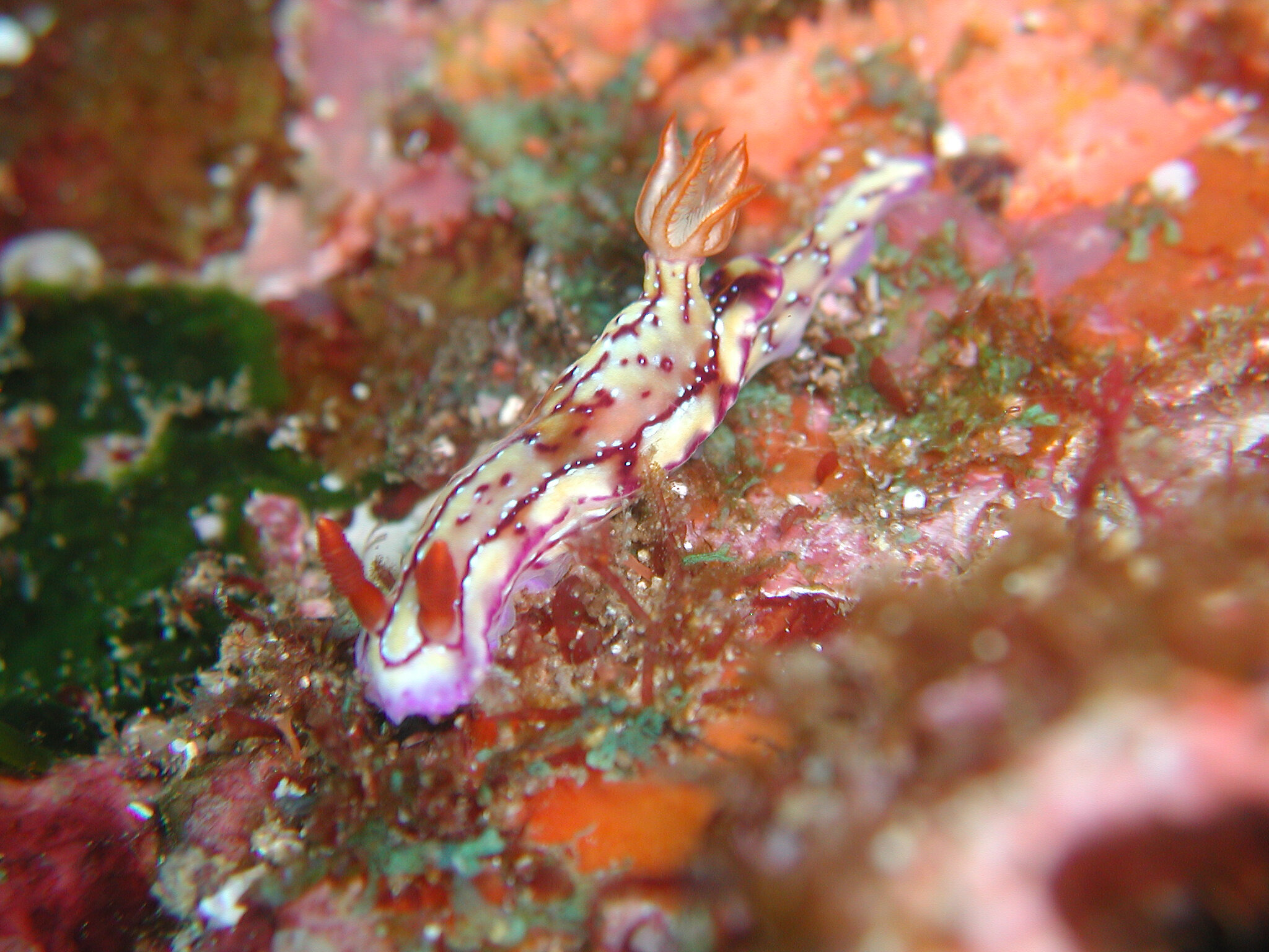 17 Species Of Beautiful Colorful Sea Slugs Discovered By Scientists ...