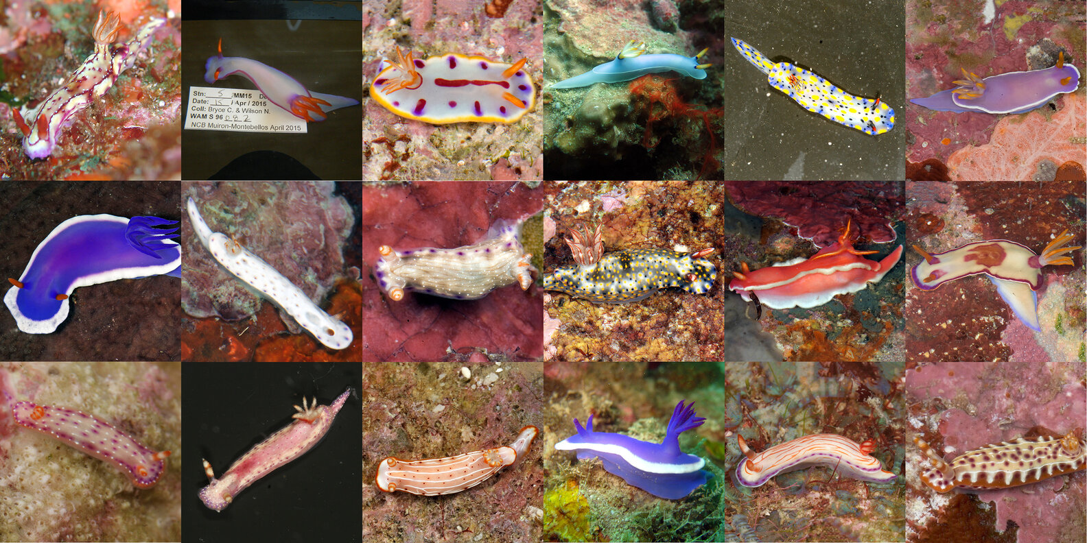 17 Species Of Beautiful Colorful Sea Slugs Discovered By Scientists ...