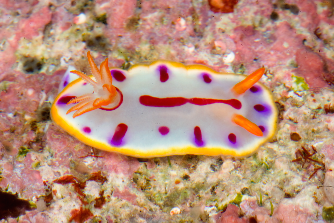 17 Species Of Beautiful Colorful Sea Slugs Discovered By Scientists ...