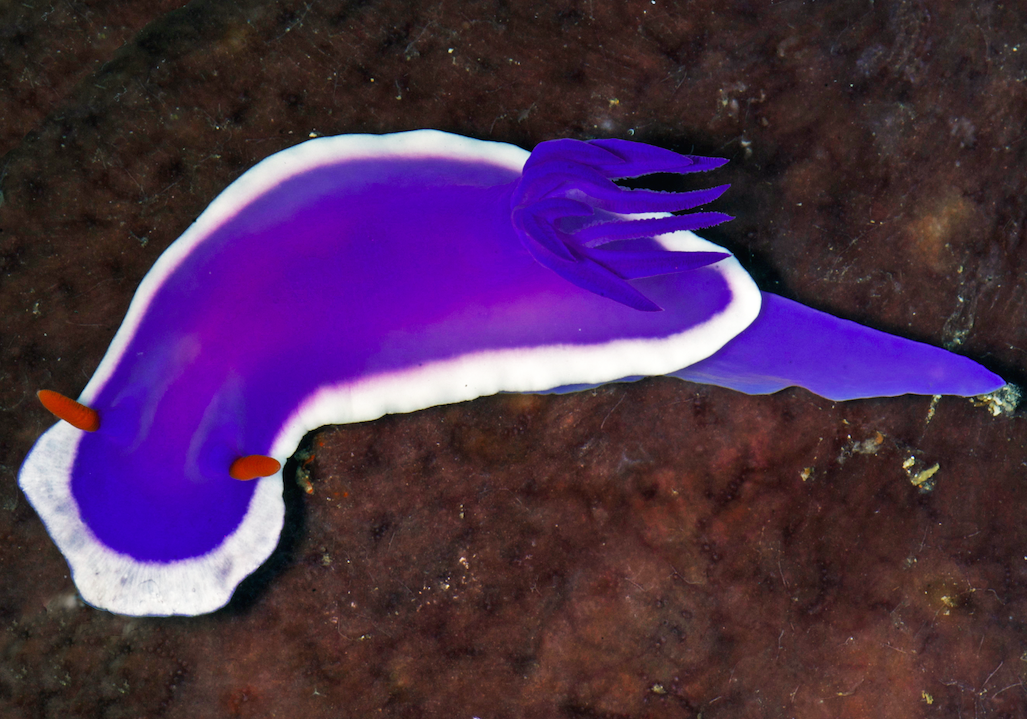 17 Species Of Beautiful Colorful Sea Slugs Discovered By Scientists ...