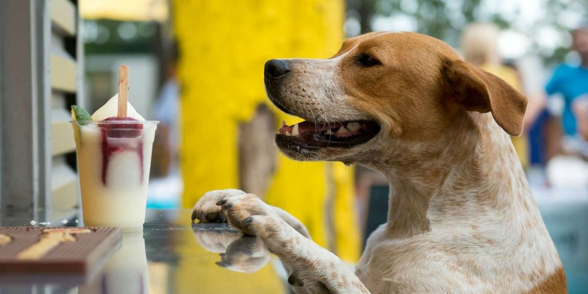 Dream Job: Dog Friendly Restaurant Will Pay You To Pet Puppies - The Dodo