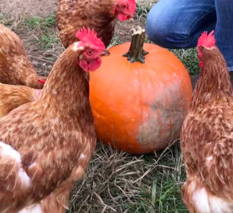 How To Help Animals With Your Leftover Jack-O'-Lanterns - The Dodo
