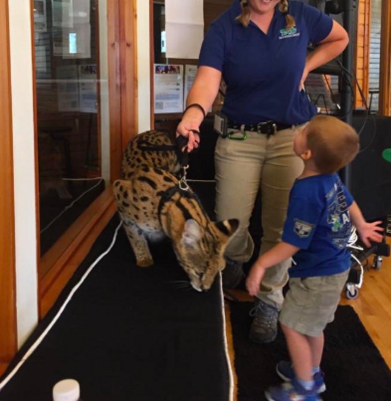 African Serval Cat Attacks Toddler At Birthday Party - The Dodo