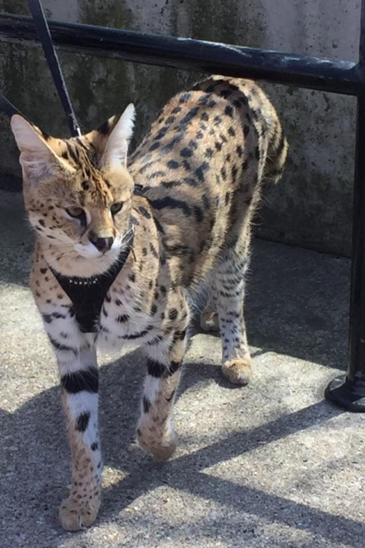 African Serval Cat Attacks Toddler At Birthday Party - The Dodo