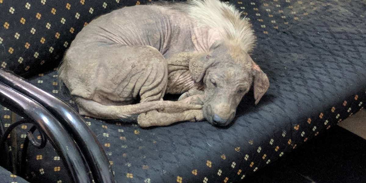 Sick Street Dog Wanders Into Rescue Office Looking For Help - The Dodo