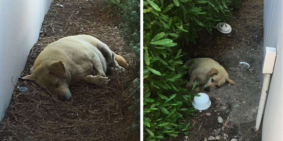 Dog Left Behind By Family Slept In The Dirt Until He Was Rescued - The Dodo