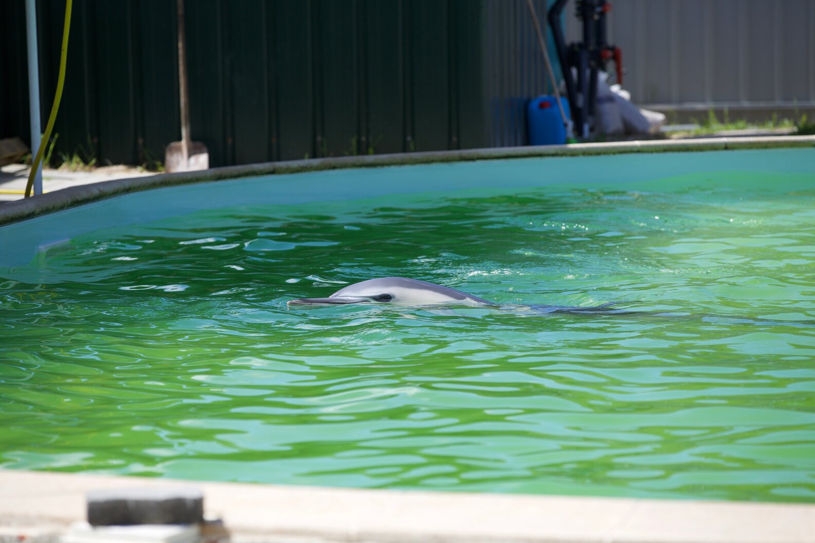 Wild Dolphin Has Been Held In Tiny Pool For 10 Years - The Dodo