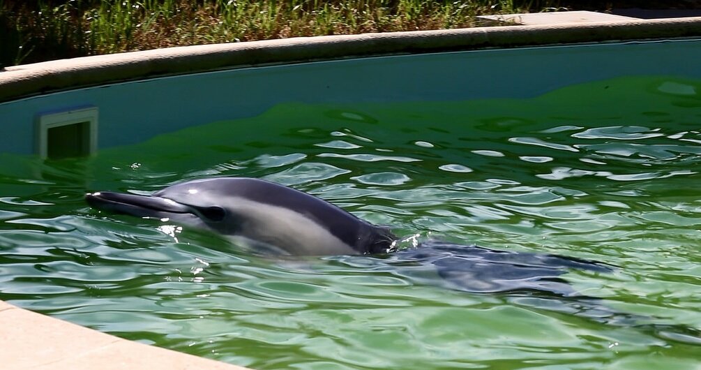 Wild Dolphin Has Been Held In Tiny Pool For 10 Years - The Dodo