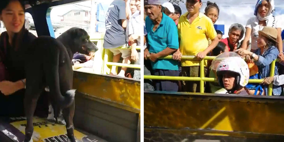 Dog Riding On Bus Alone Gives His Family The Biggest Surprise - The Dodo