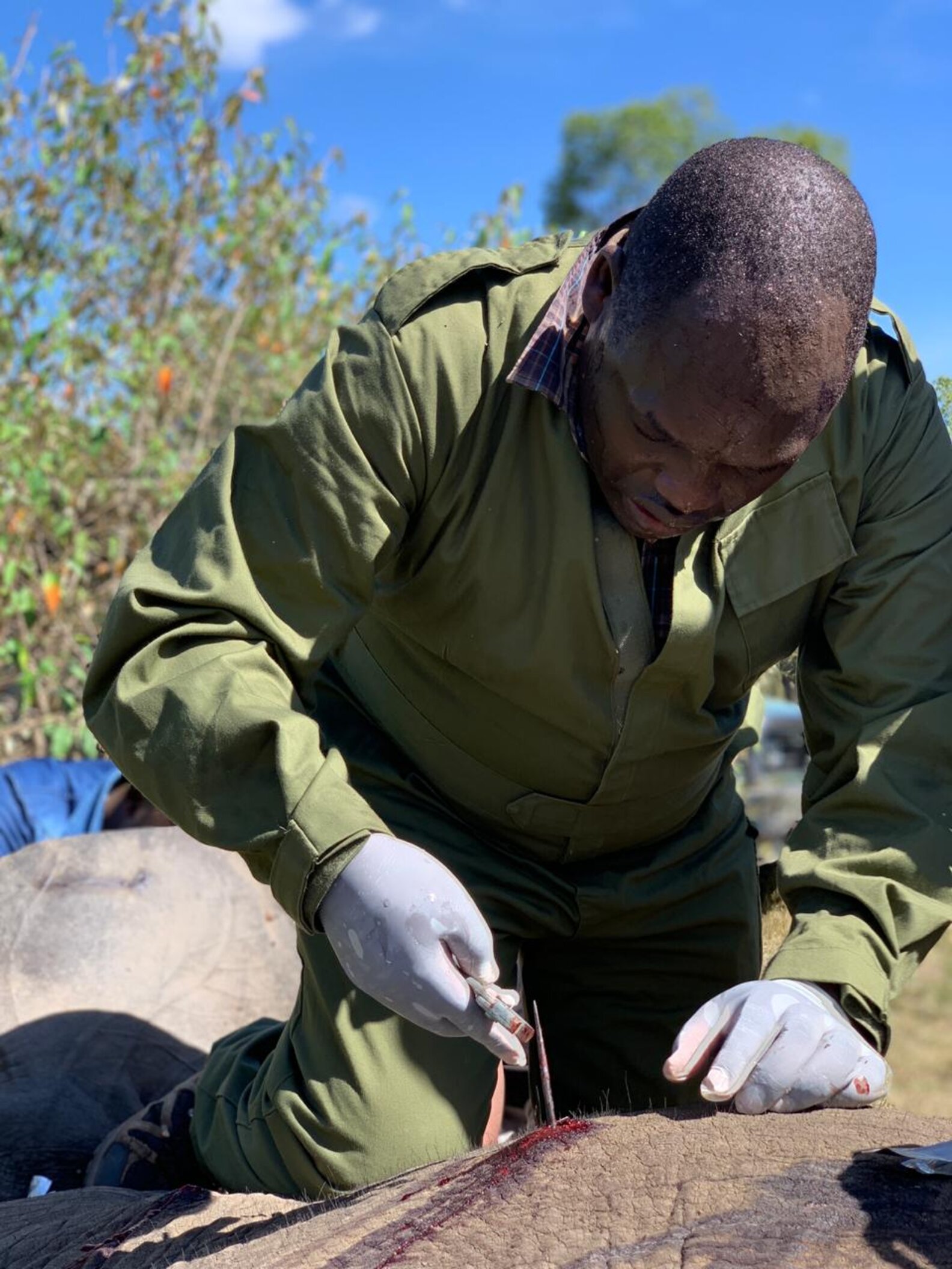 Young Elephant Attacked With 20 Arrows In Kenya - The Dodo