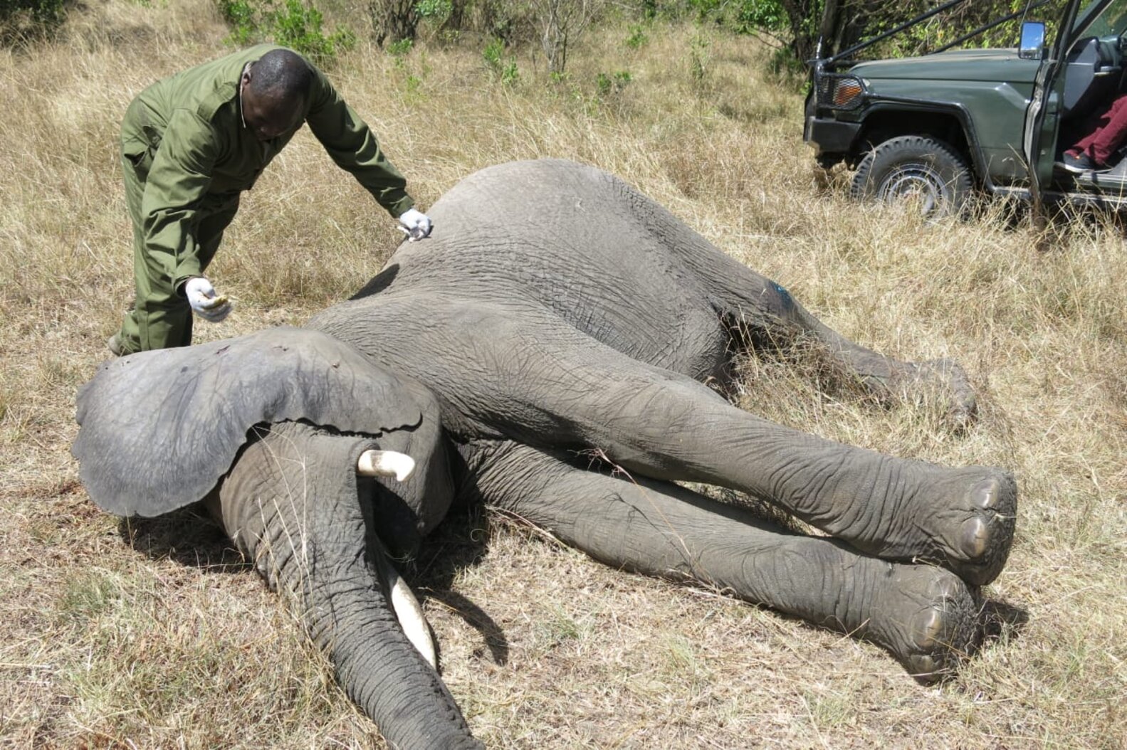Young Elephant Attacked With 20 Arrows In Kenya - The Dodo
