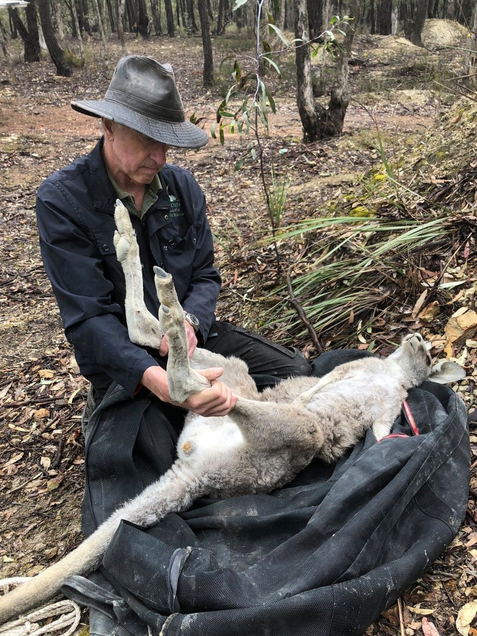 Man Rescues Kangaroo Who Fell Down A Mineshaft In Australia - The Dodo