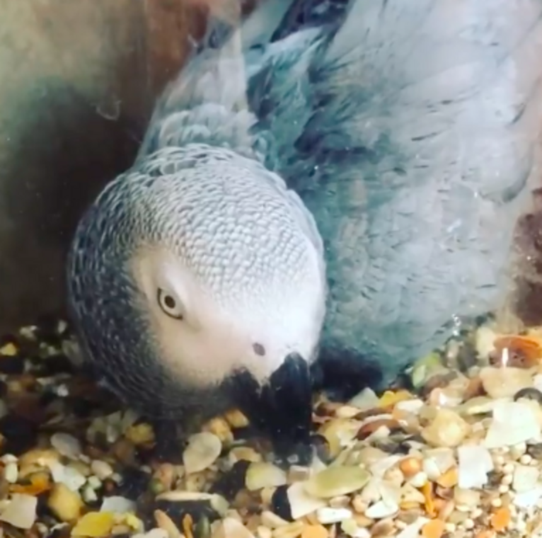 Sneaky Parrot Gets Caught Stealing From Jar Of Tasty Snacks - The Dodo
