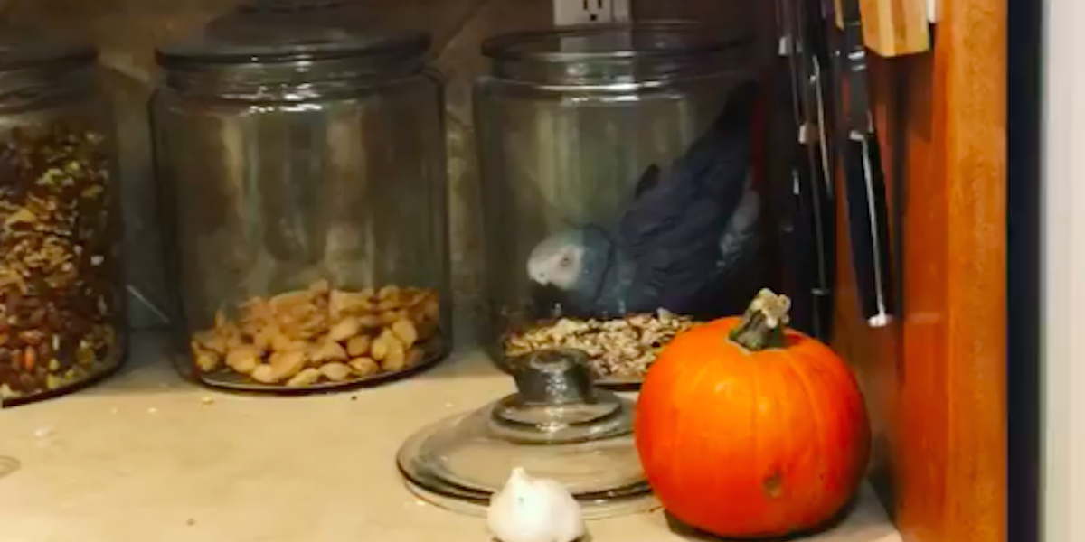 Sneaky Parrot Gets Caught Stealing From Jar Of Tasty Snacks - The Dodo