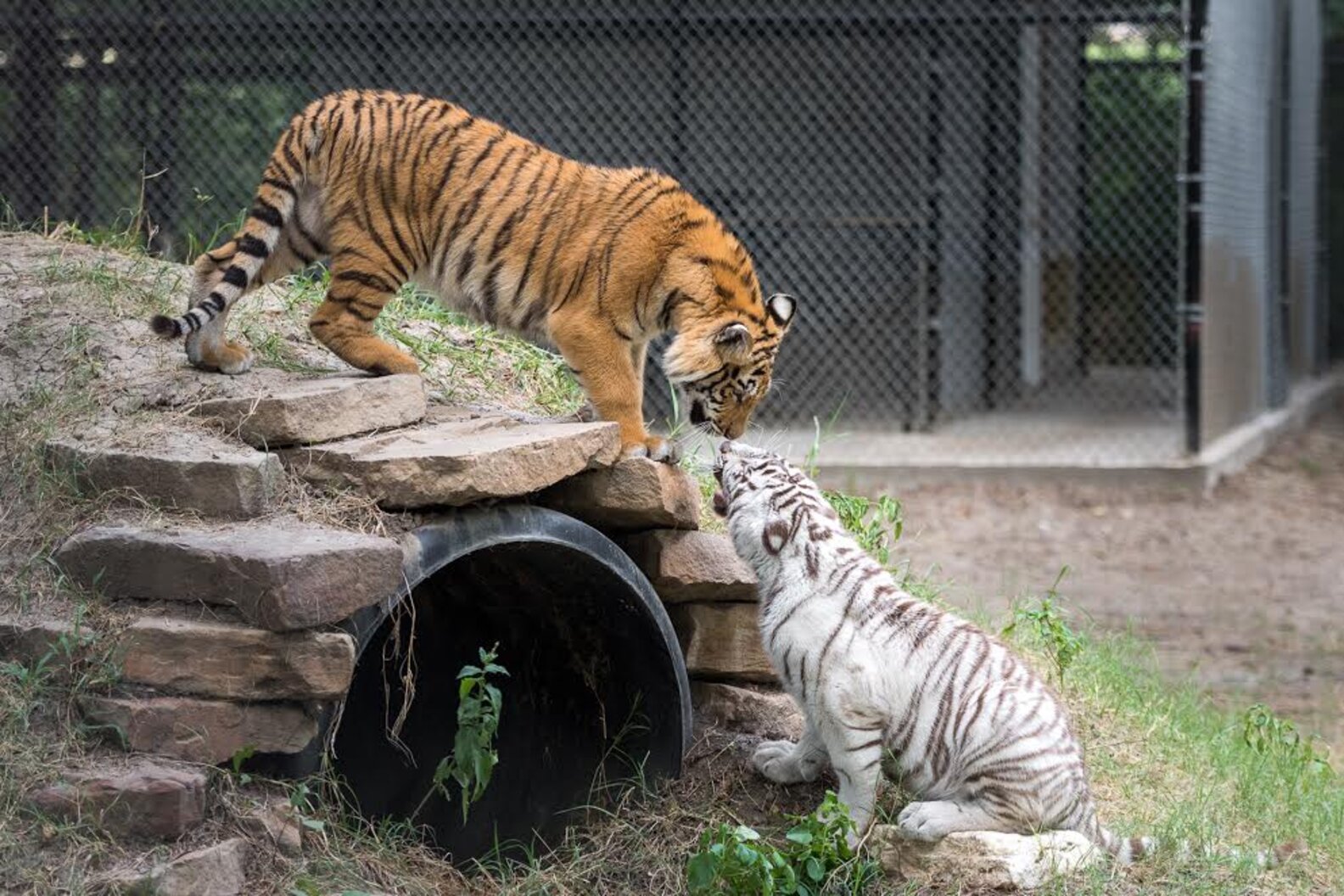 Tiger Cub Abandoned At Mexican Border Makes His First Friend - The Dodo