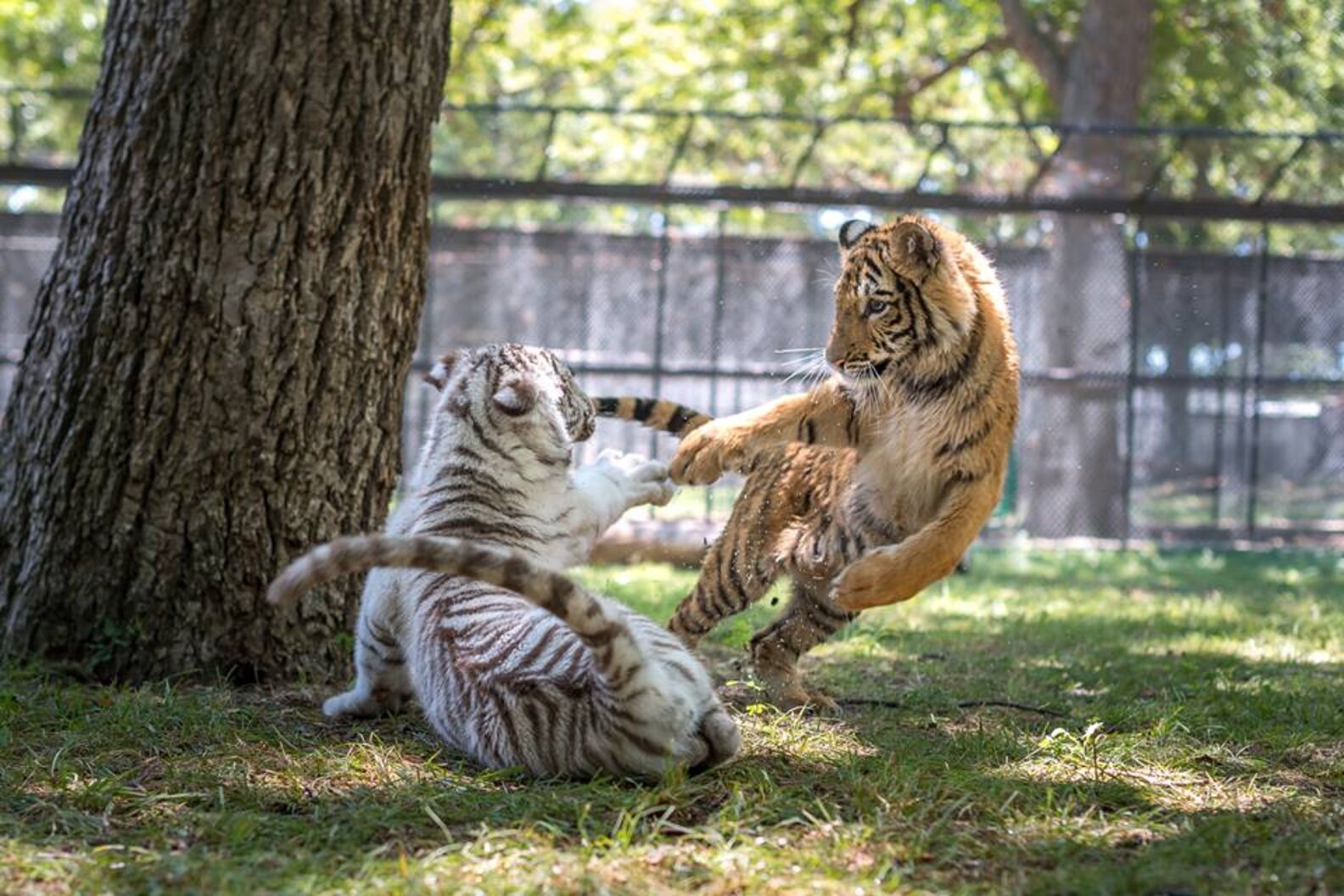 Tiger Cub Abandoned At Mexican Border Makes His First Friend - The Dodo