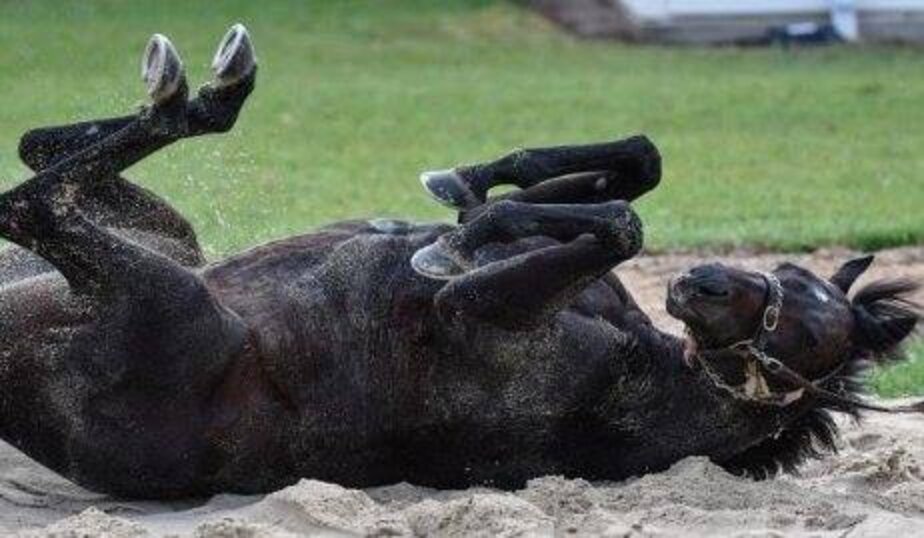 Sixth Racehorse Dies At Melbourne Cup In Last Five Years - The Dodo