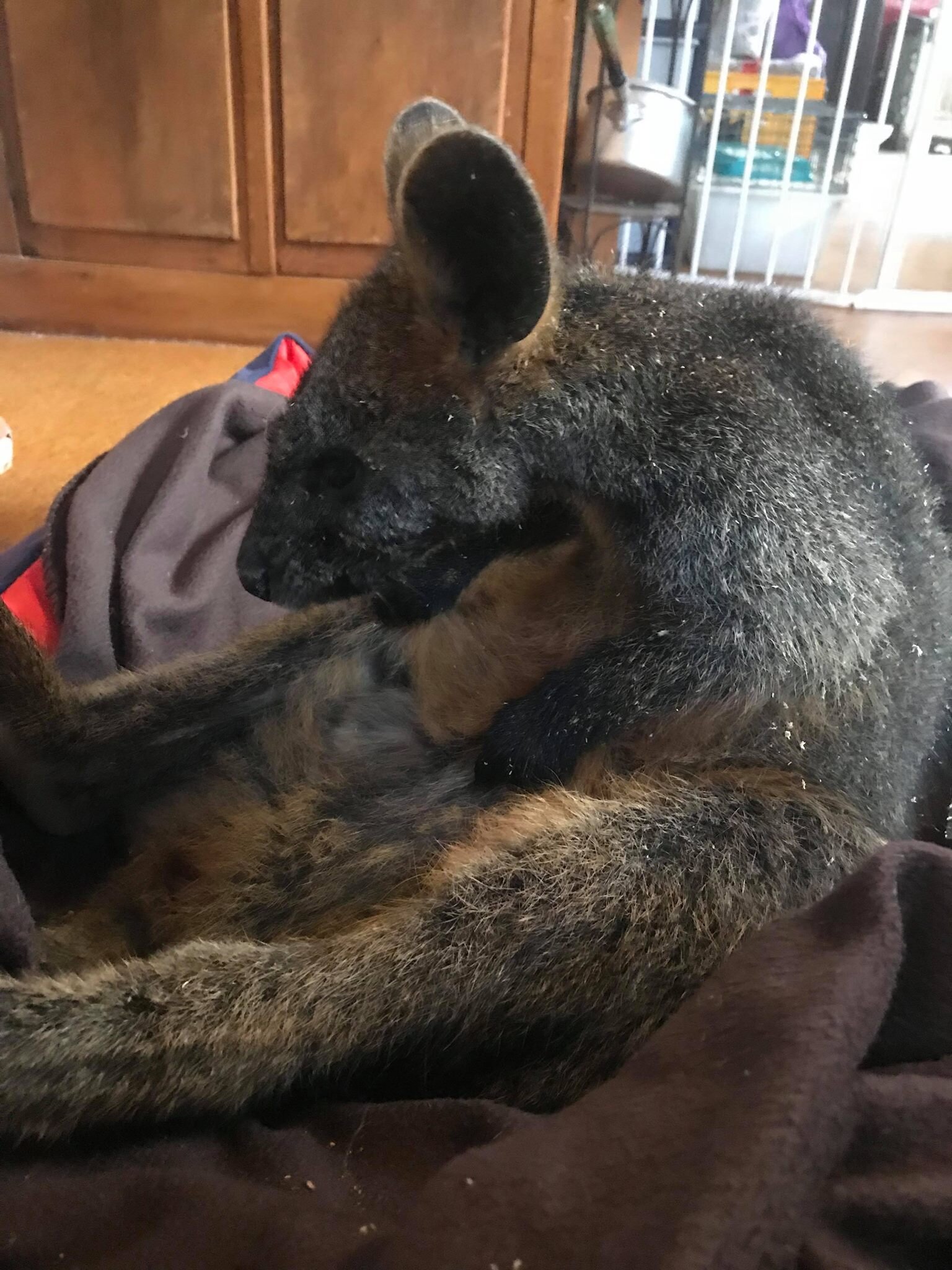 People Rush To Save Wallaby Who Fell Down Mineshaft In Australia - The Dodo