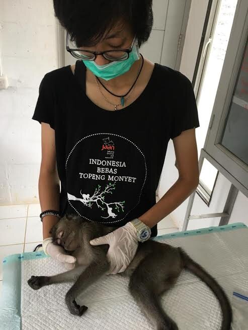 Macaque Monkey Chained To Fence Near Highway - The Dodo